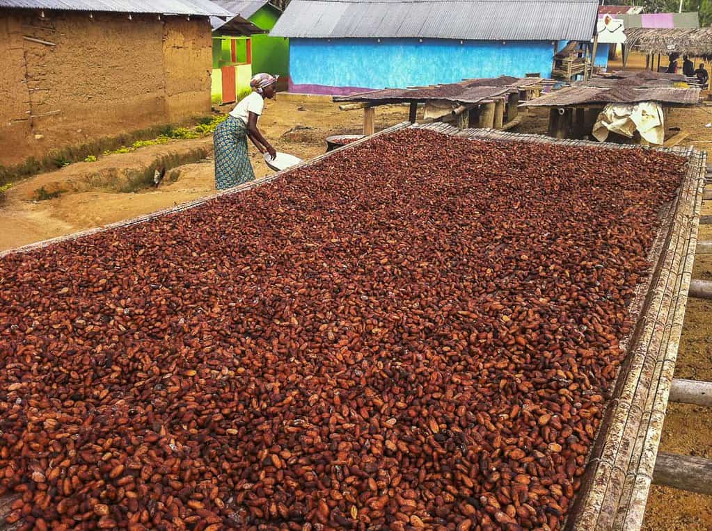 Cocoa Bean Drying Methods Explored - Sensational Chocolates