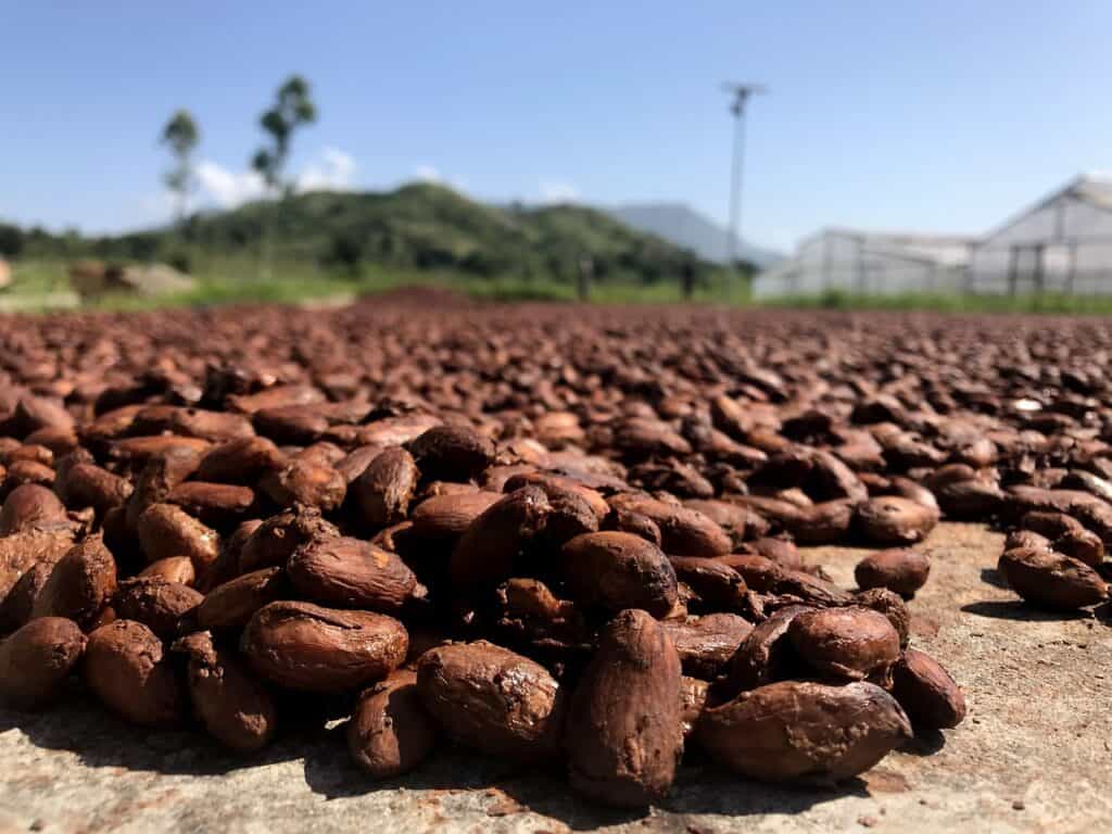 Cocoa Bean Drying Methods Explored - Sensational Chocolates